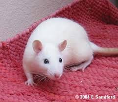 Real behaviorial and physiological effects in rats by homeopathic ...